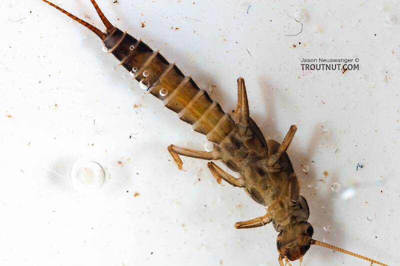 Chloroperlidae (Sallfly) Stonefly Nymph Pictures