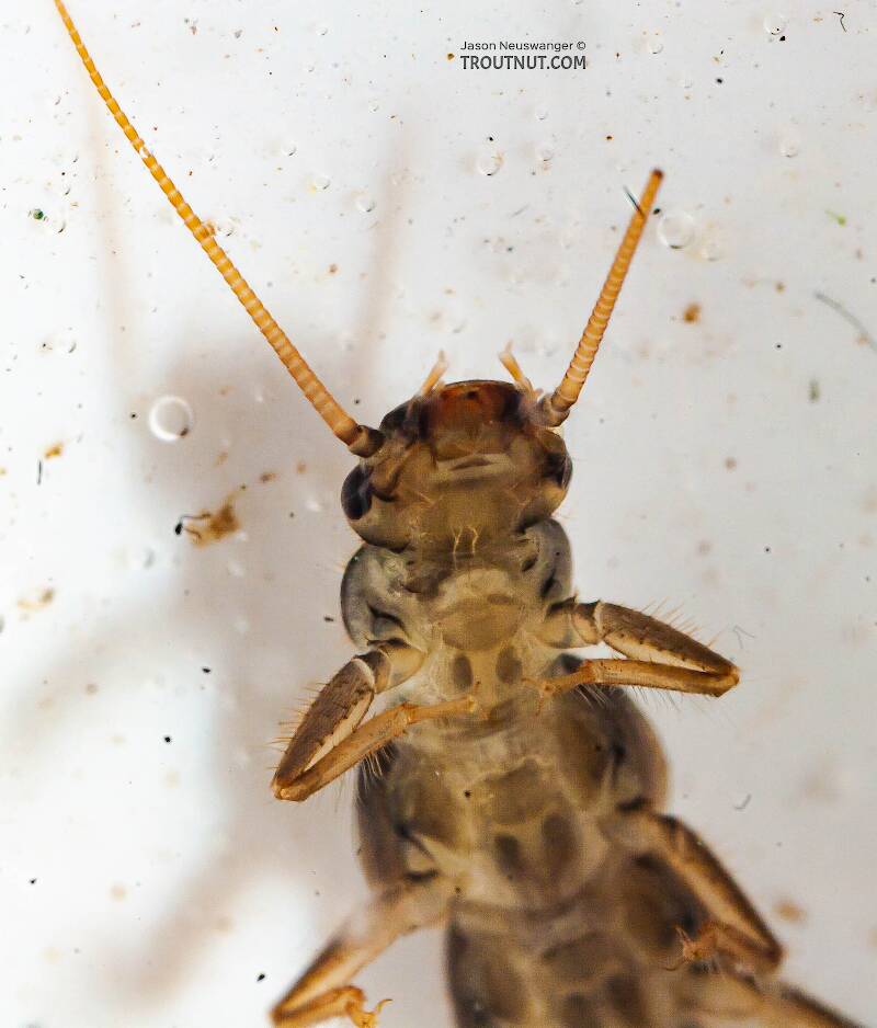 Chloroperlidae (Sallfly) Stonefly Nymph Pictures