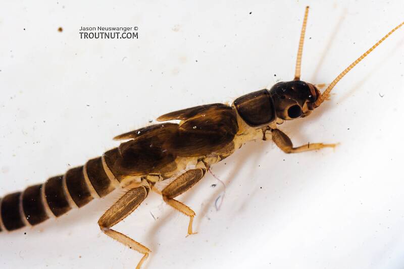 Chloroperlidae (Sallfly) Stonefly Nymph Pictures