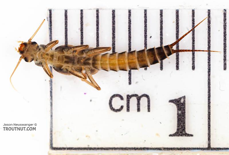 Chloroperlidae (Sallfly) Stonefly Nymph Pictures