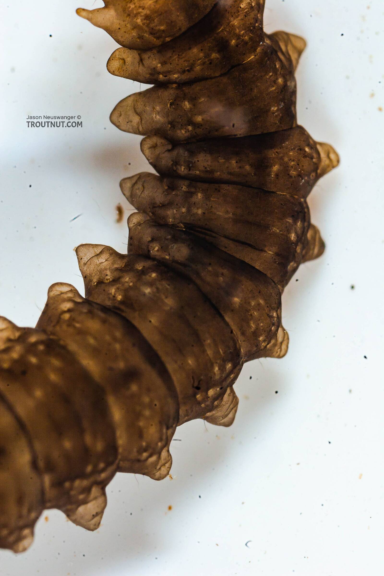 Tipulidae (Crane Fly) True Fly Larva Pictures