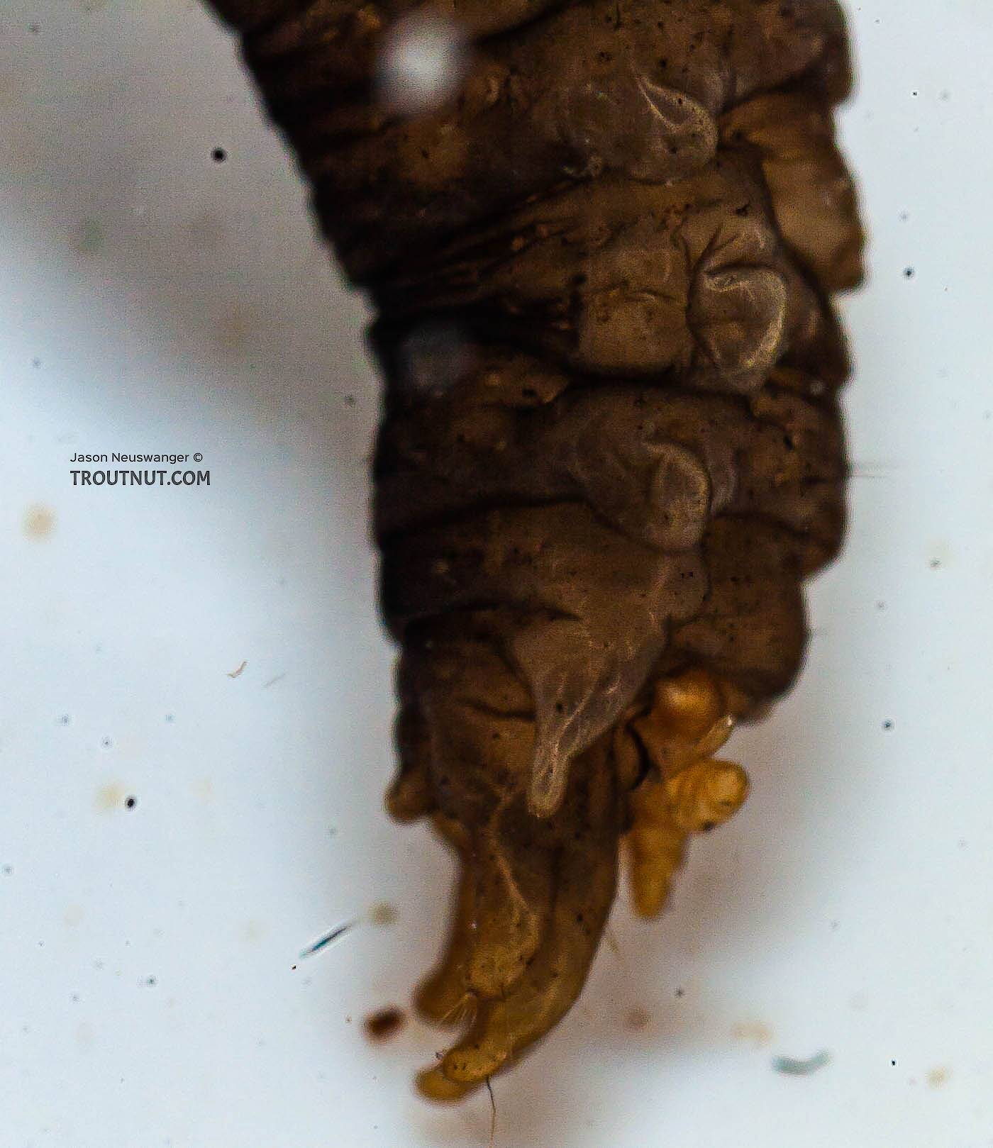 Tipulidae (Crane Fly) True Fly Larva Pictures