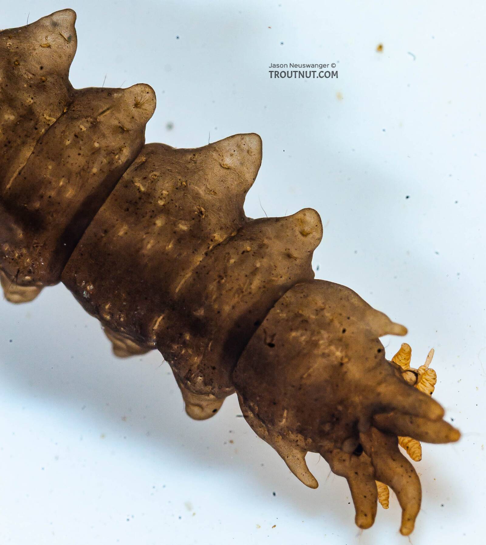 Tipulidae (Crane Fly) True Fly Larva Pictures