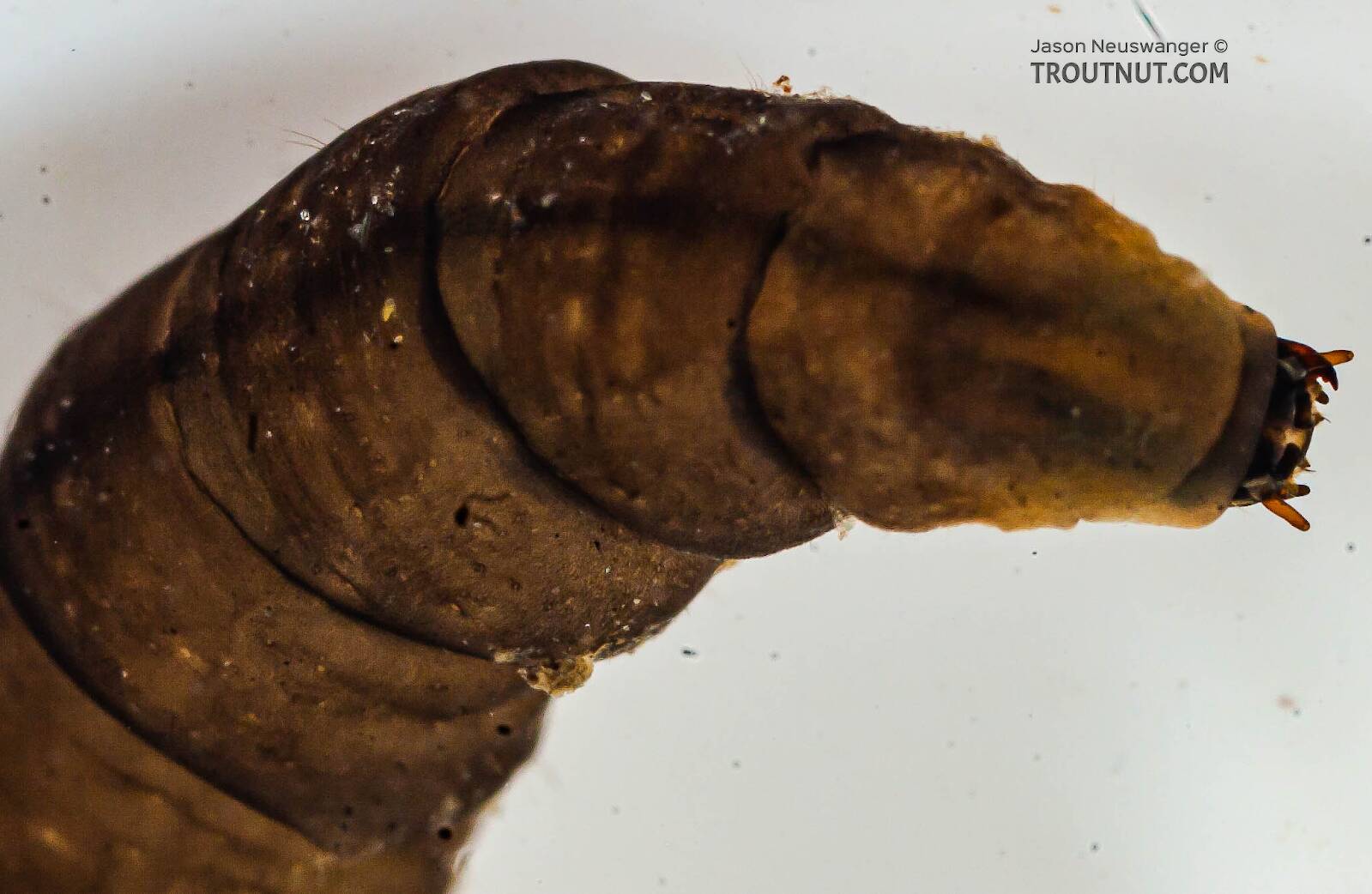 Tipulidae (Crane Fly) True Fly Larva Pictures