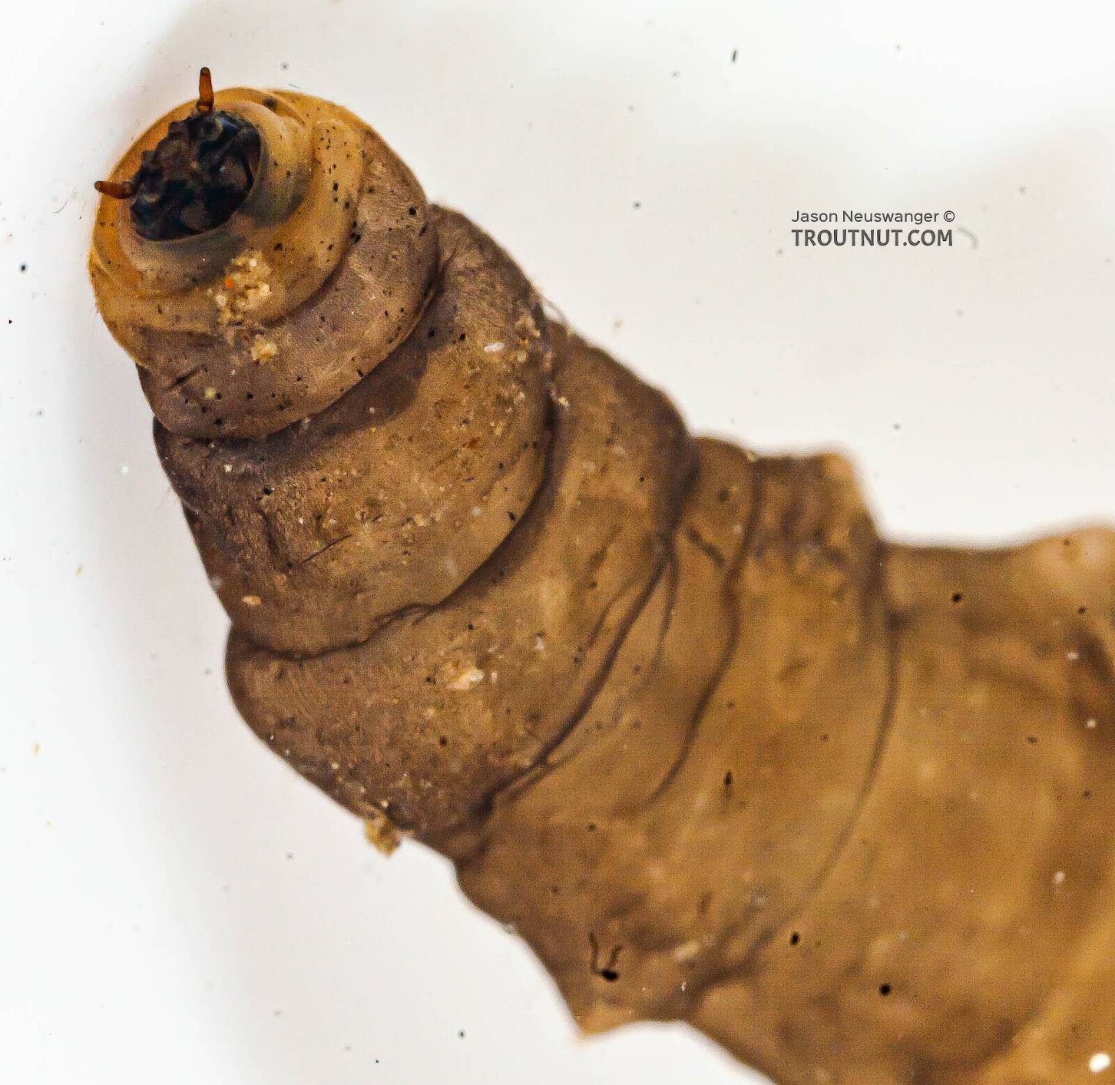 Tipulidae (Crane Fly) True Fly Larva Pictures