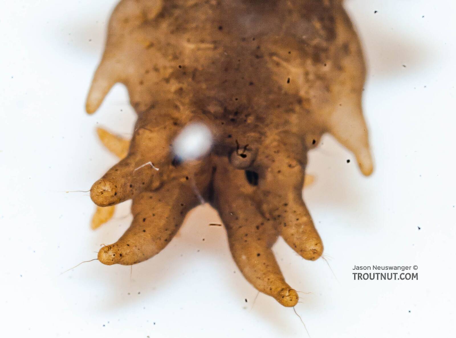 Tipulidae (Crane Fly) True Fly Larva Pictures