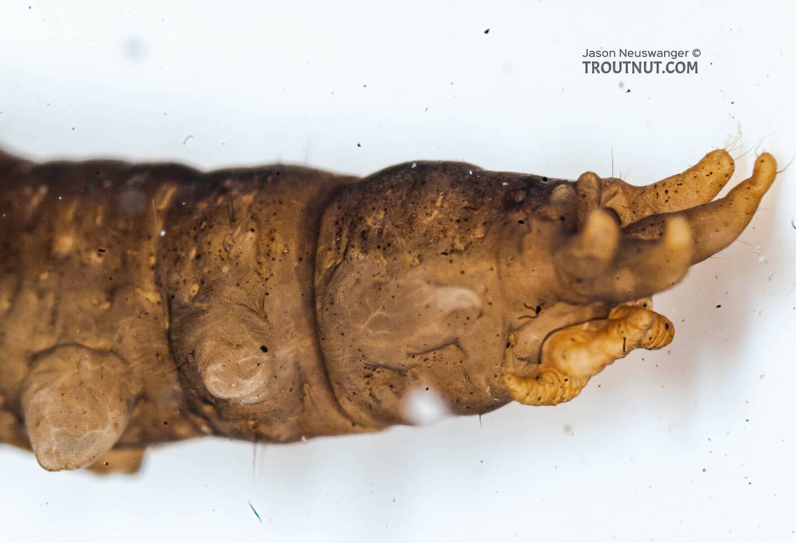 Tipulidae (Crane Fly) True Fly Larva Pictures