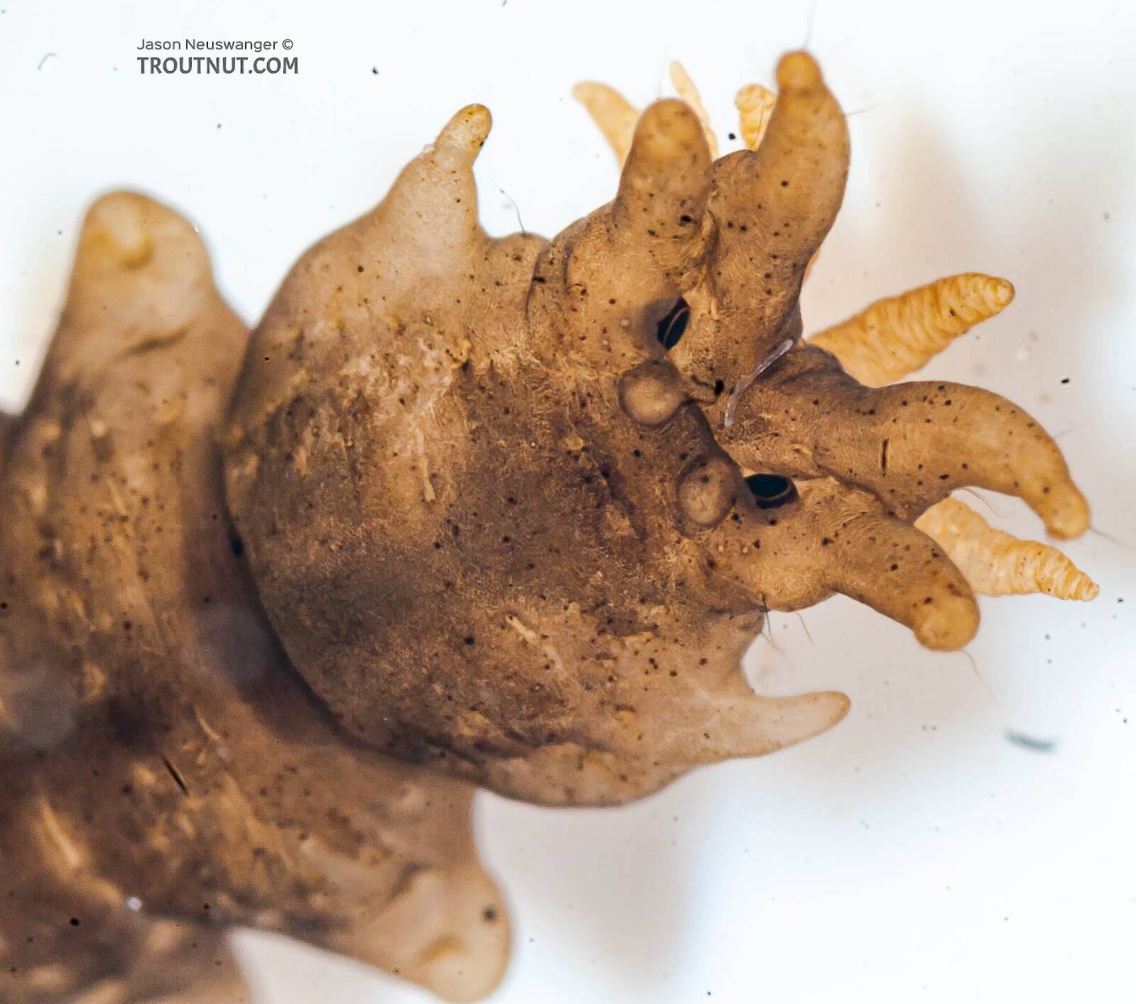 Tipulidae (Crane Fly) True Fly Larva Pictures