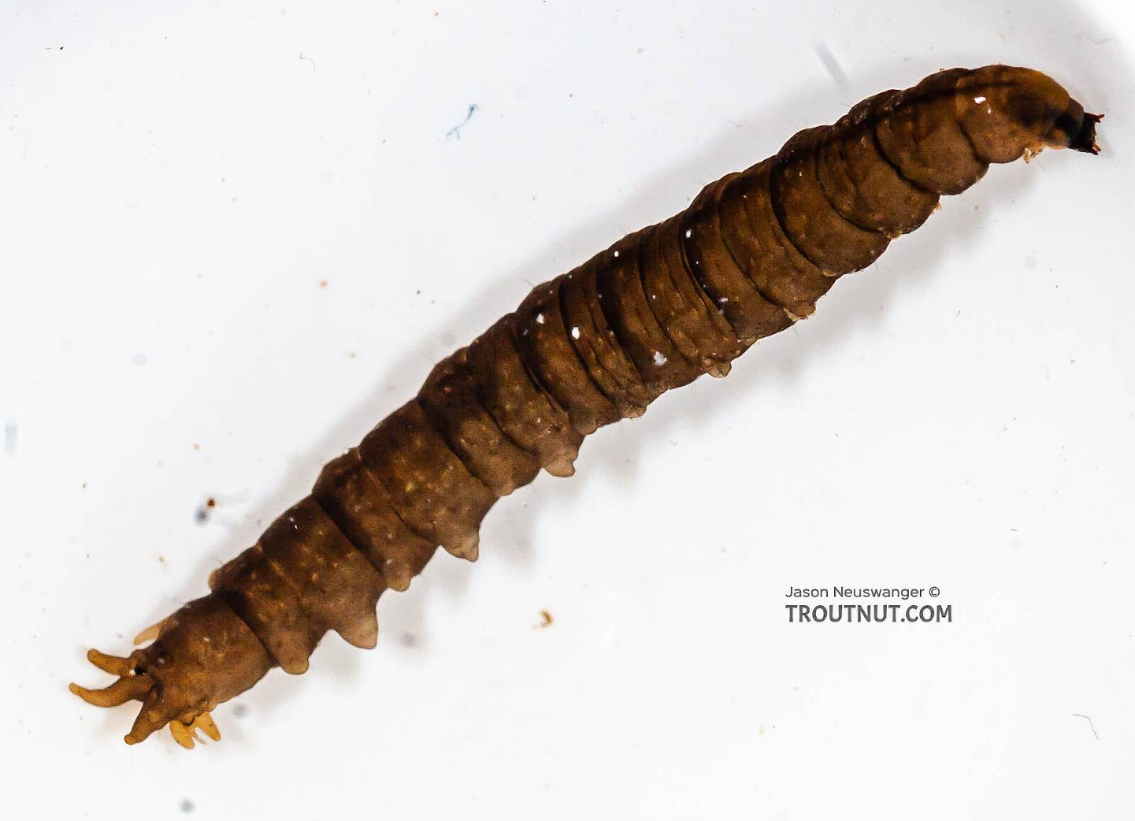 True Fly Family Tipulidae (Crane Flies)