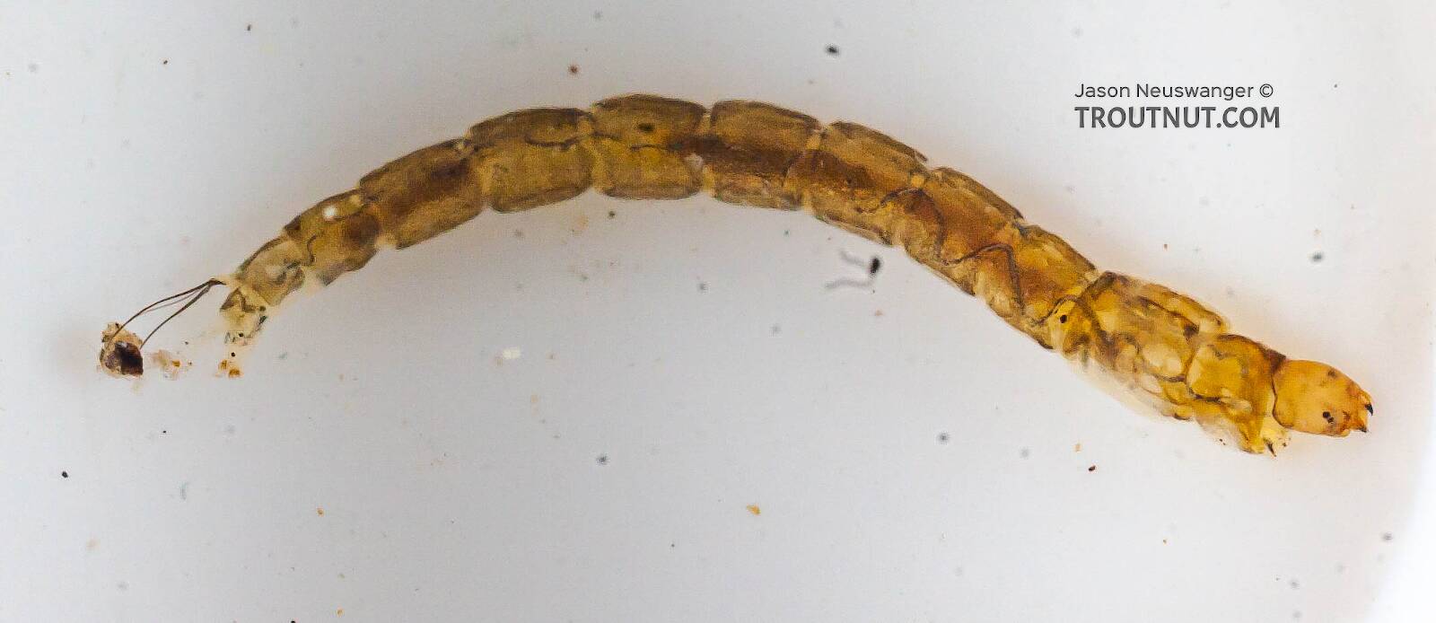 Chironomidae (Midge) True Fly Larva Pictures