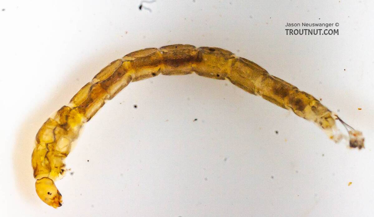 Chironomidae (Midge) True Fly Larva Pictures