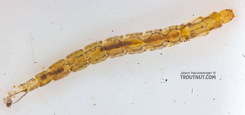 Chironomidae (Midge) True Fly Larva Pictures