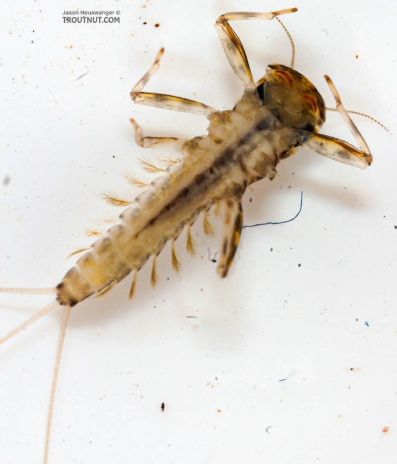 Cinygmula (Dark Red Quill) Mayfly Nymph Pictures