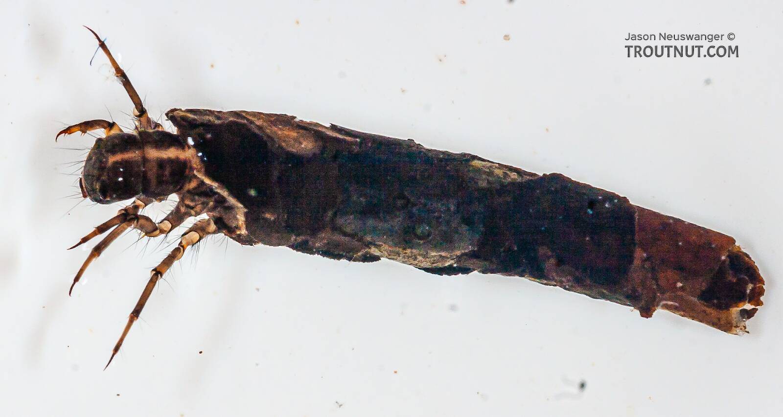 Onocosmoecus (Great Late-Summer Sedge) Caddisfly Larva Pictures