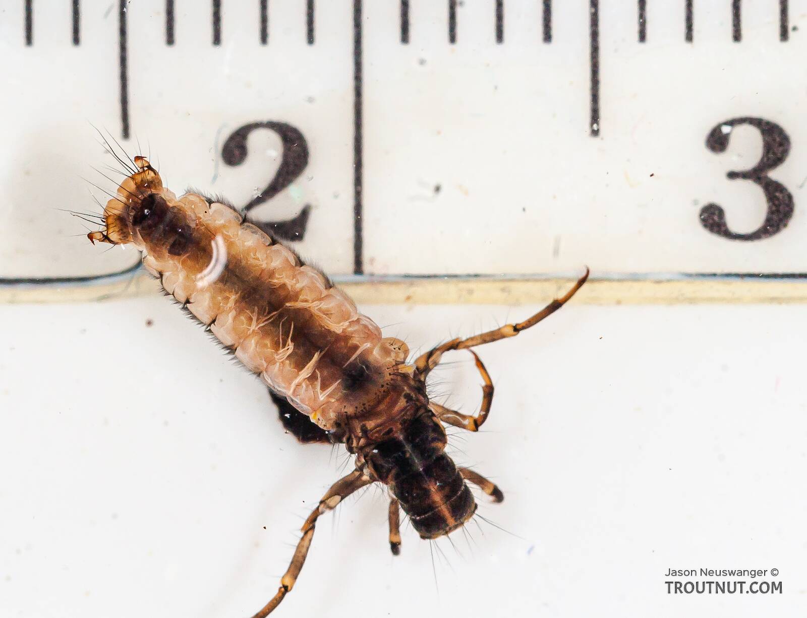 Onocosmoecus (Great Late-Summer Sedge) Caddisfly Larva Pictures