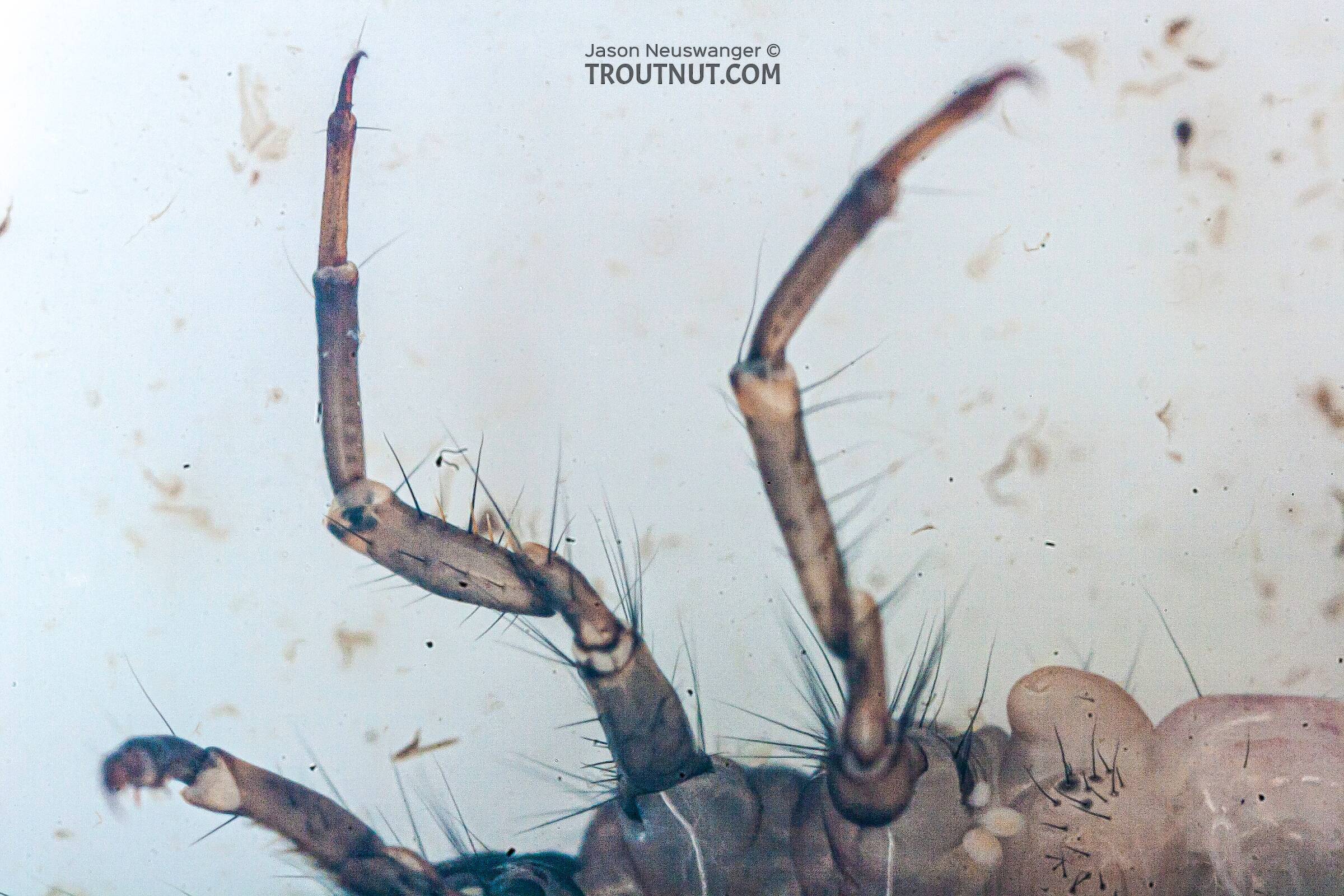 Onocosmoecus (Great Late-Summer Sedge) Caddisfly Larva Pictures