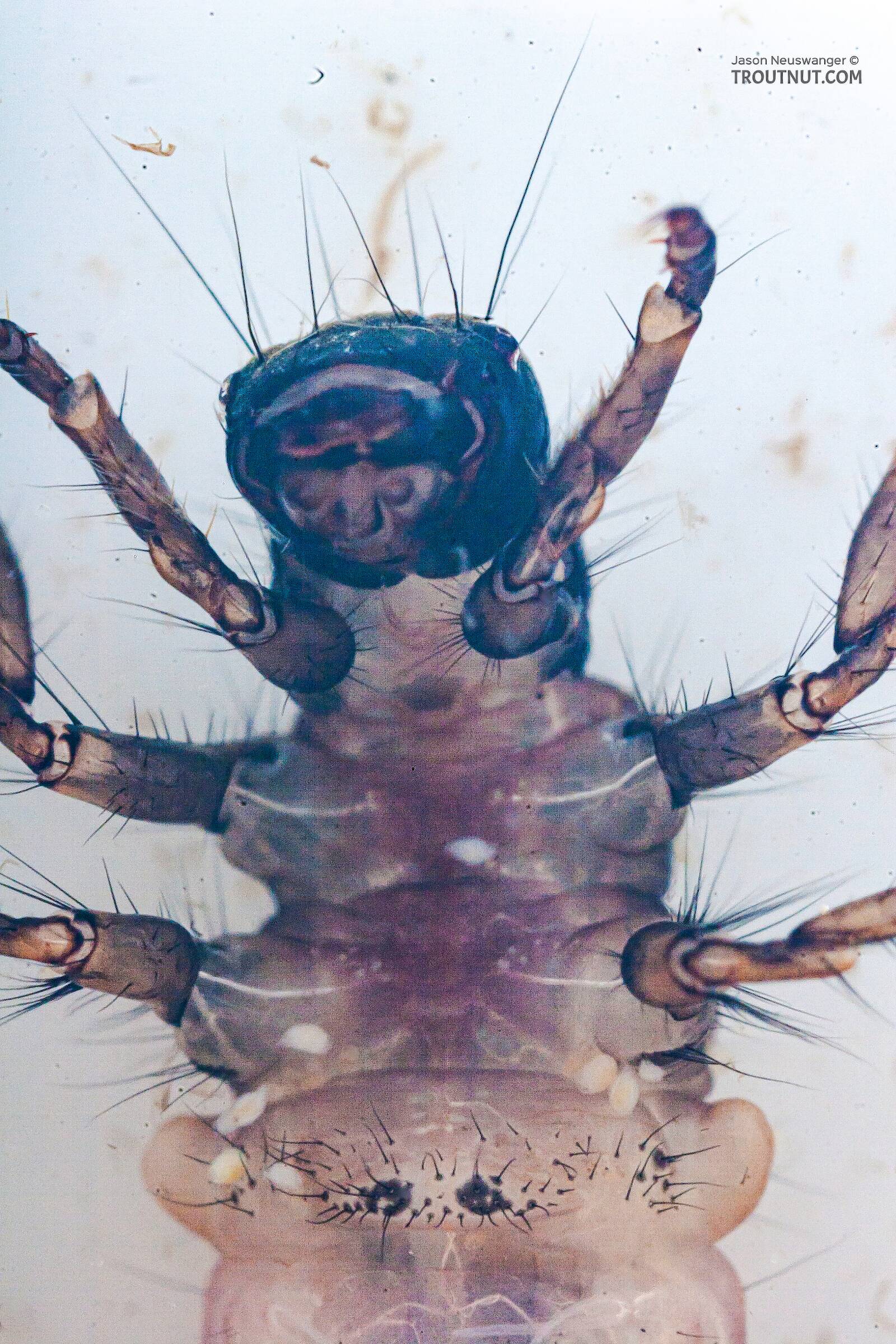 Onocosmoecus (Great Late-Summer Sedge) Caddisfly Larva Pictures