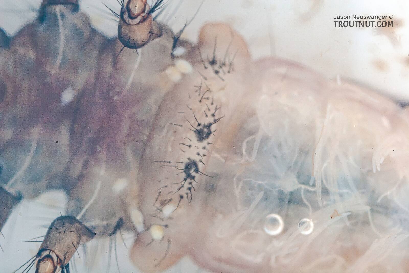 Onocosmoecus (Great Late-Summer Sedge) Caddisfly Larva Pictures