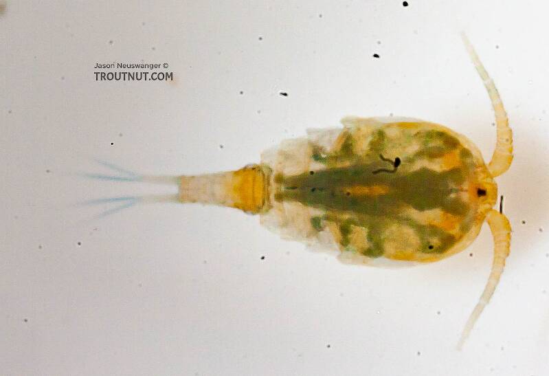 Copepoda (Copepod) Arthropod Adult Pictures