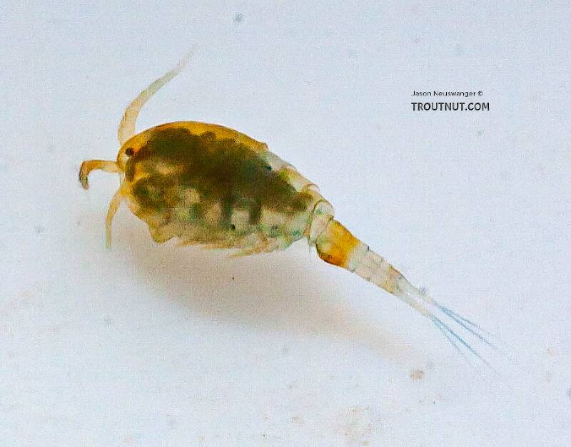 Copepoda (Copepod) Arthropod Adult Pictures