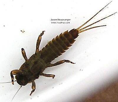 Ephemerella subvaria (Hendrickson) Mayfly Nymph Pictures