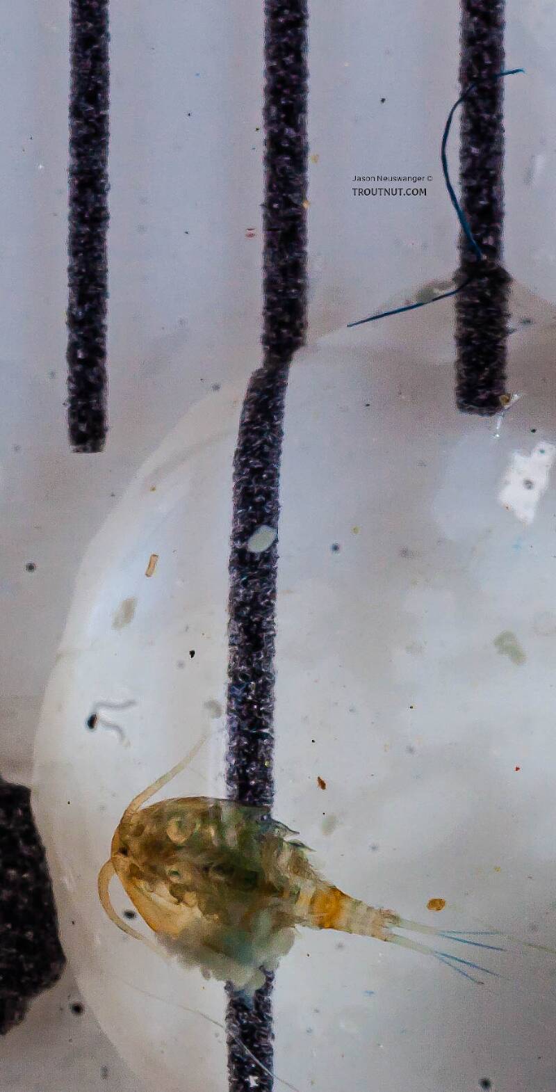 Copepoda (Copepod) Arthropod Adult Pictures