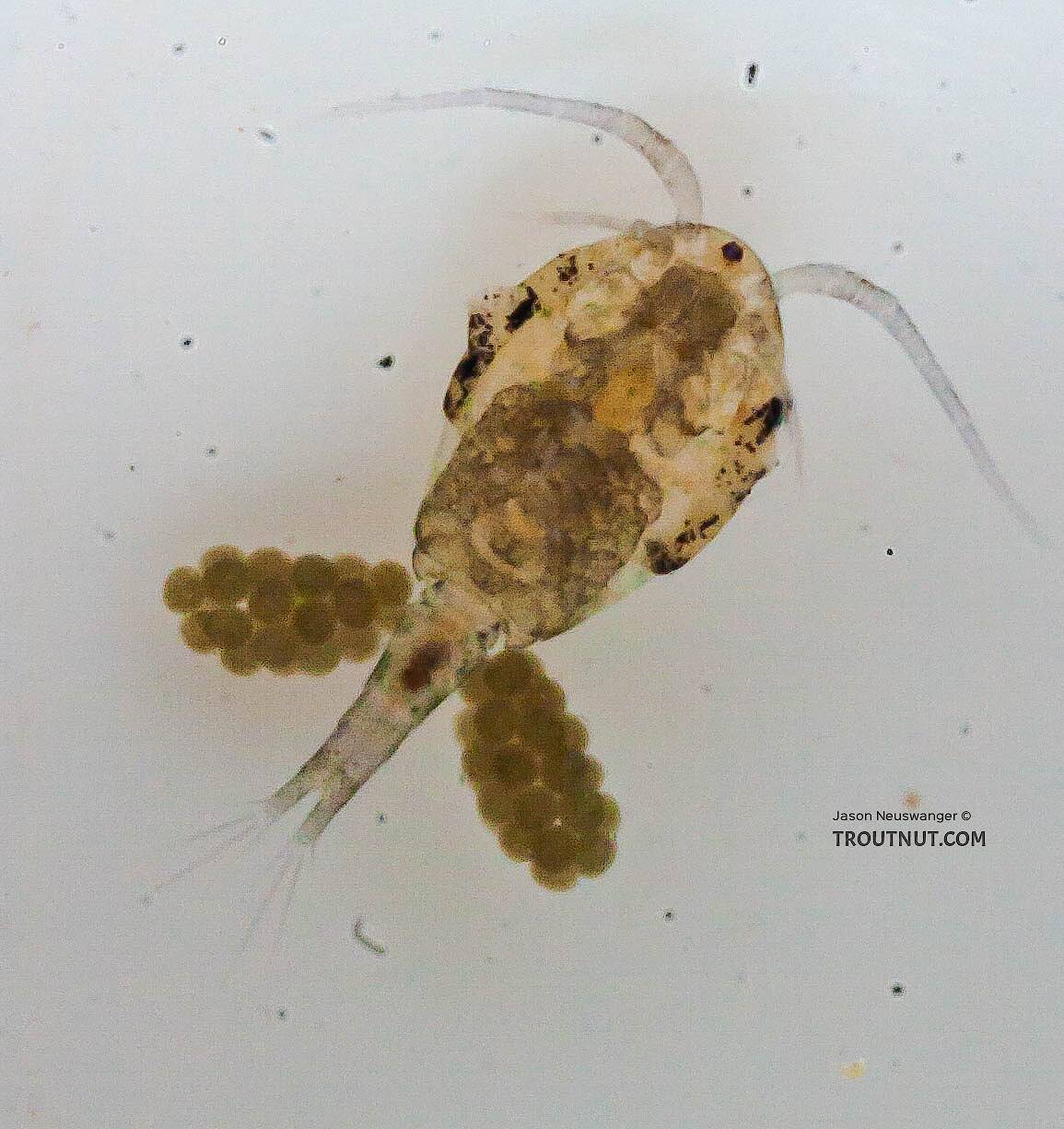 Arthropod Order Copepoda (Copepods)