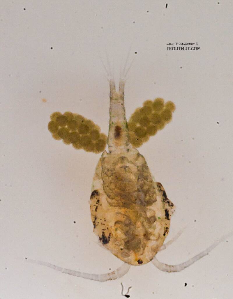 Female Copepoda (Copepod) Arthropod Adult Pictures