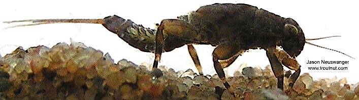 Ephemerella subvaria (Hendrickson) Mayfly Nymph Pictures
