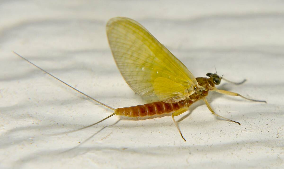 Female Cinygmula reticulata (Western Ginger Quill) Mayfly Dun Pictures