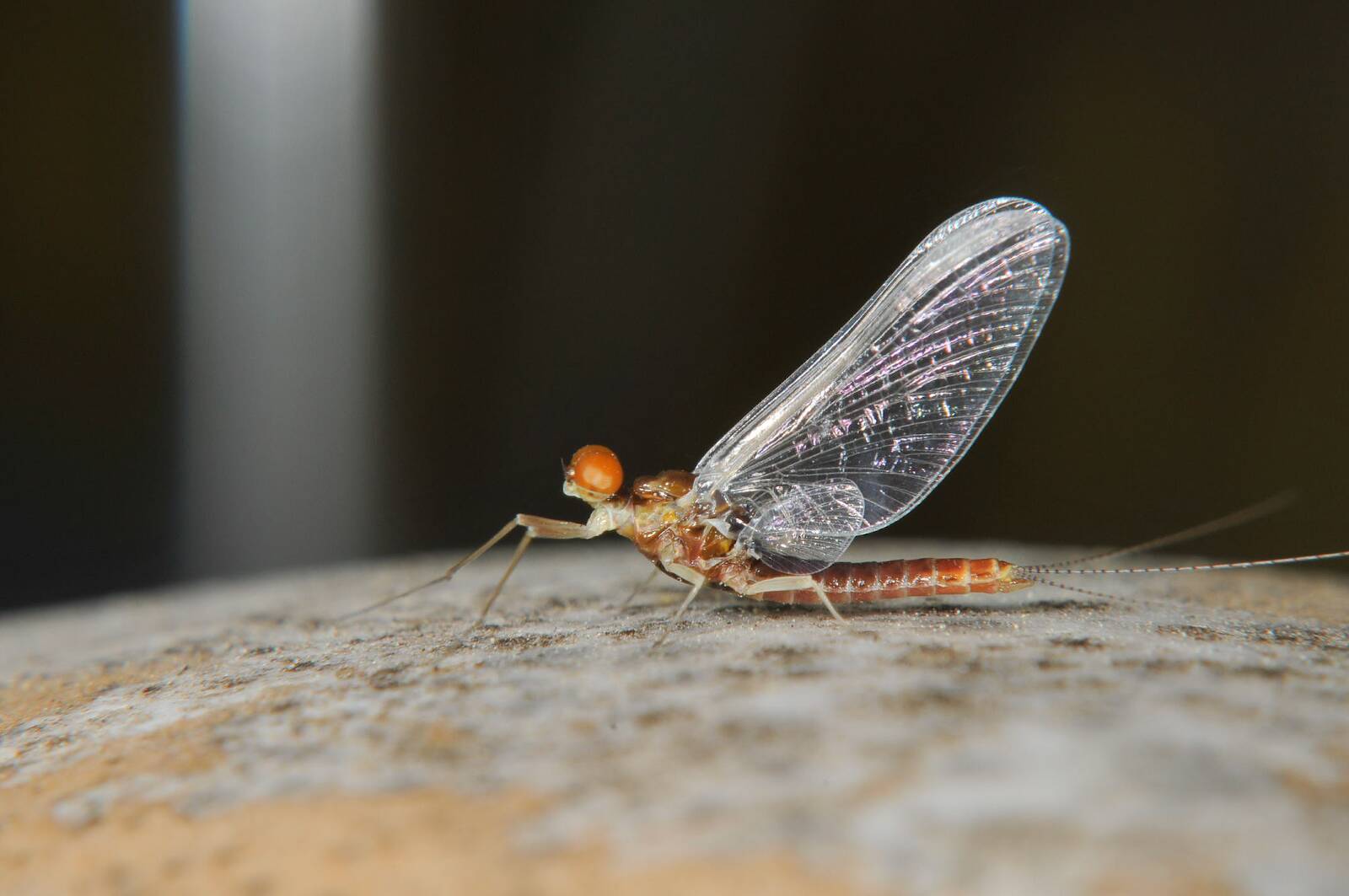 Mayfly Species Ephemerella dorothea infrequens (Pale Morning Duns)