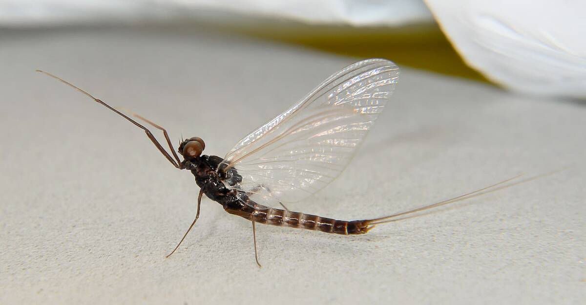 Male Neoleptophlebia heteronea (Blue Quill) Mayfly Spinner Pictures
