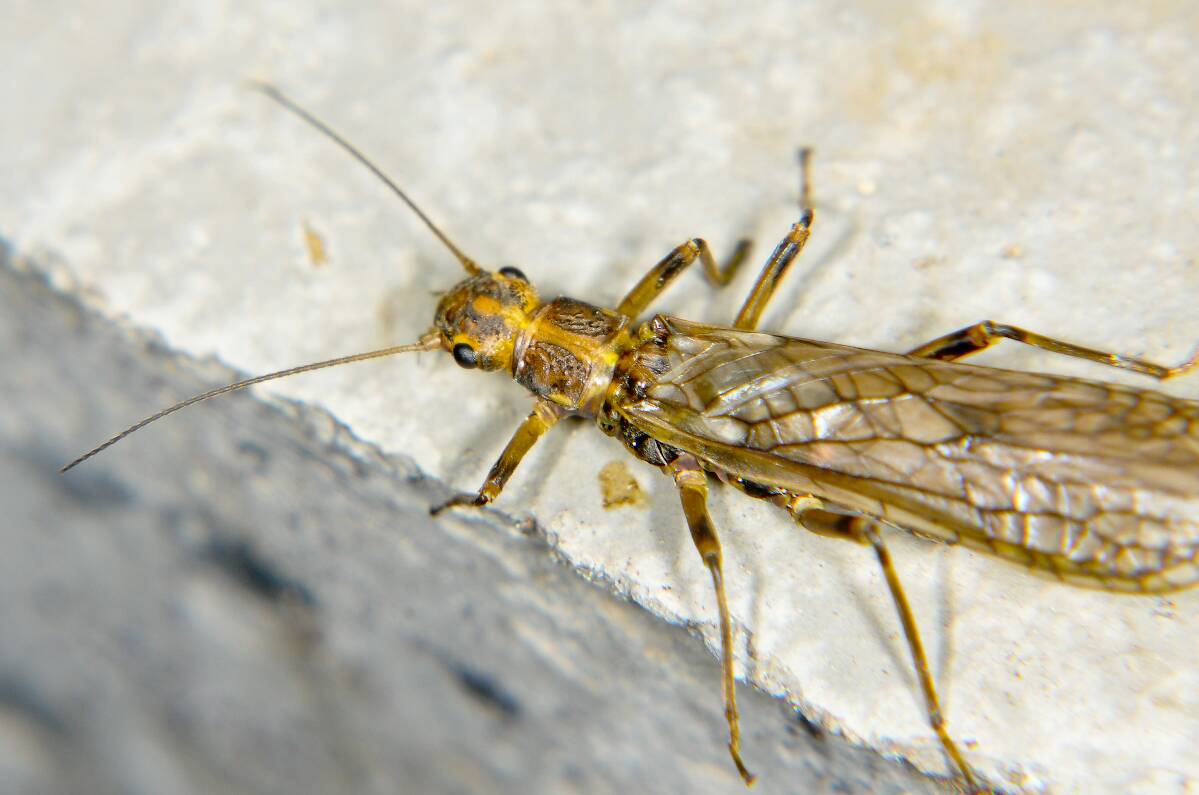 Stonefly Genus Megarcys (Springflies)