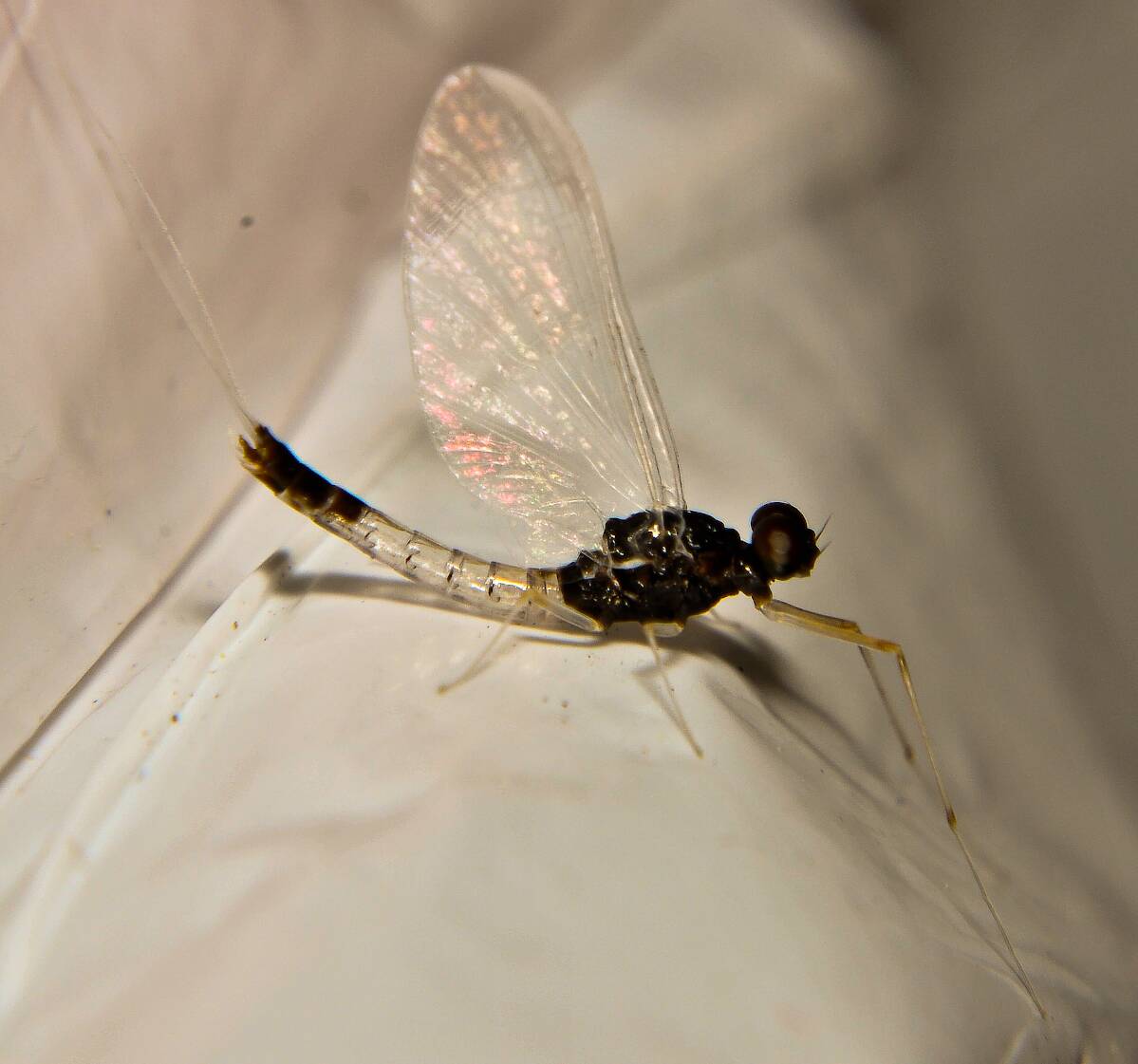 Male Paraleptophlebia (Blue Quills and Mahogany Duns) Mayfly Spinner ...