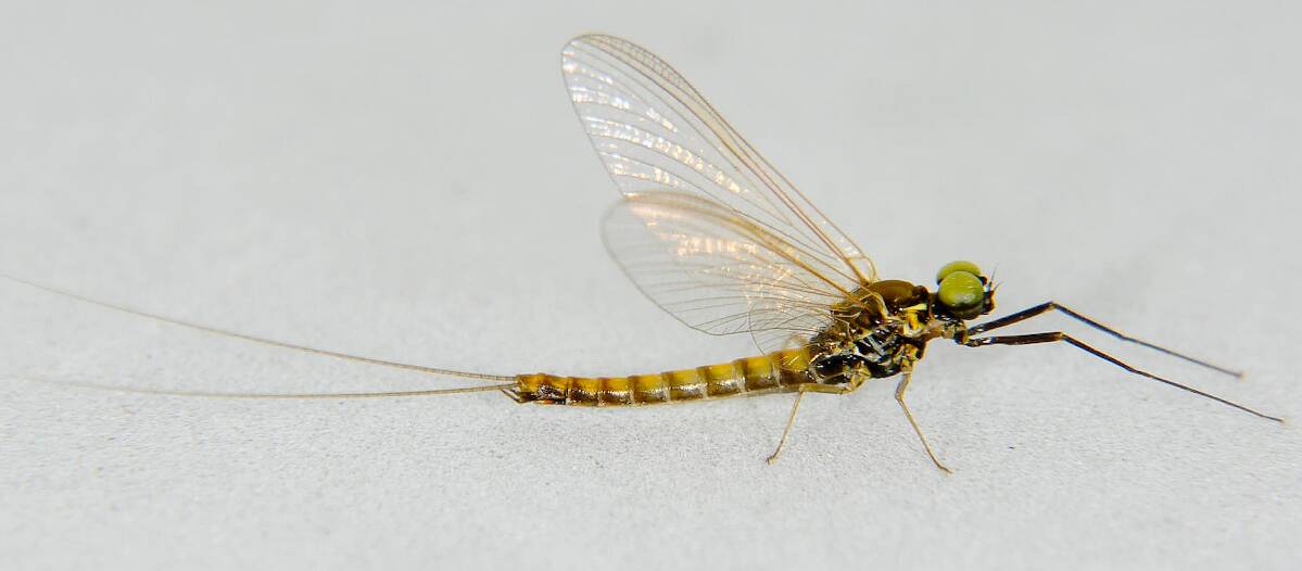 Male Ameletus (Brown Dun) Mayfly Spinner Pictures