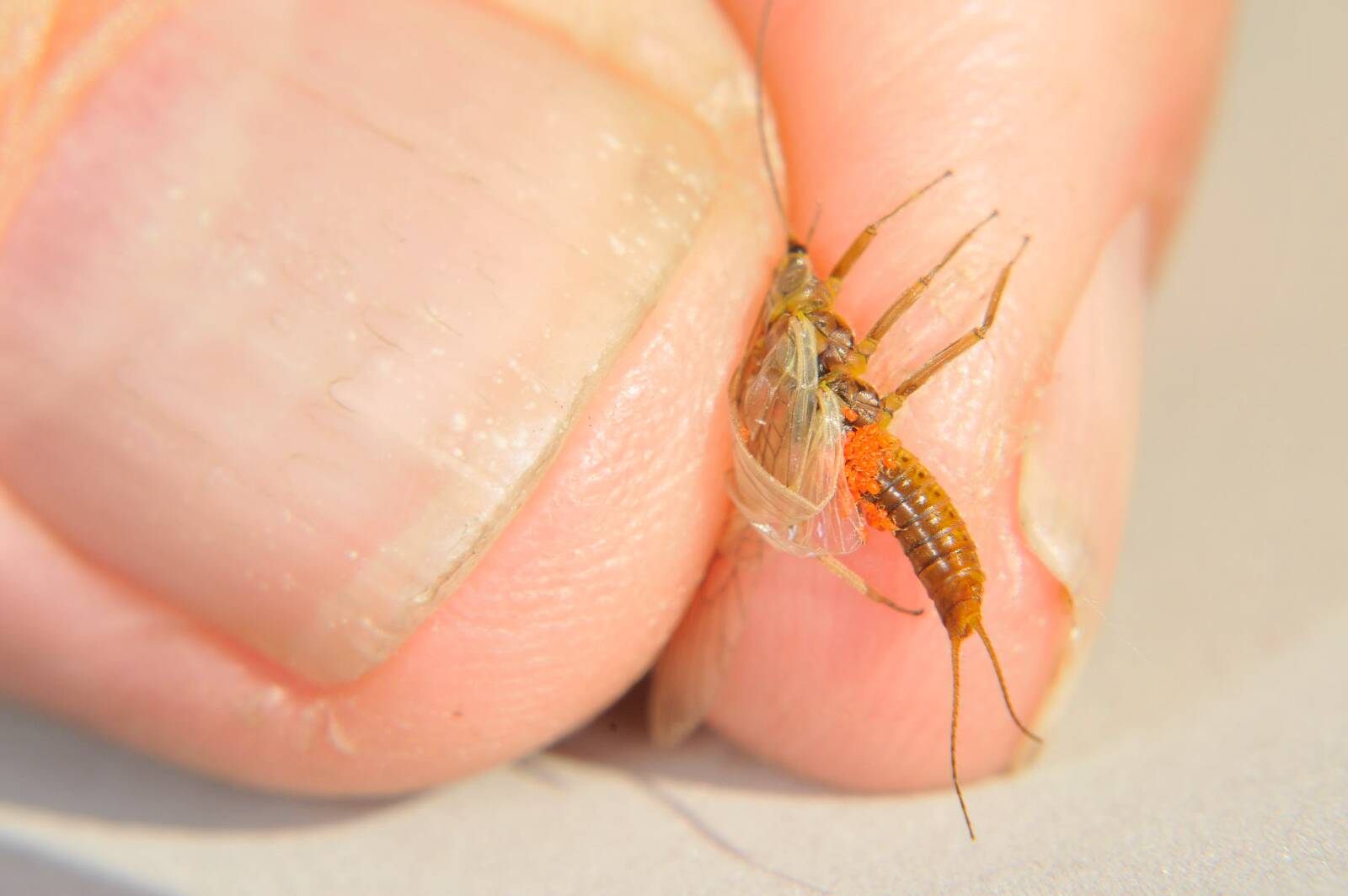Male Isoperla fulva (Yellow Sally) Stonefly Adult Pictures