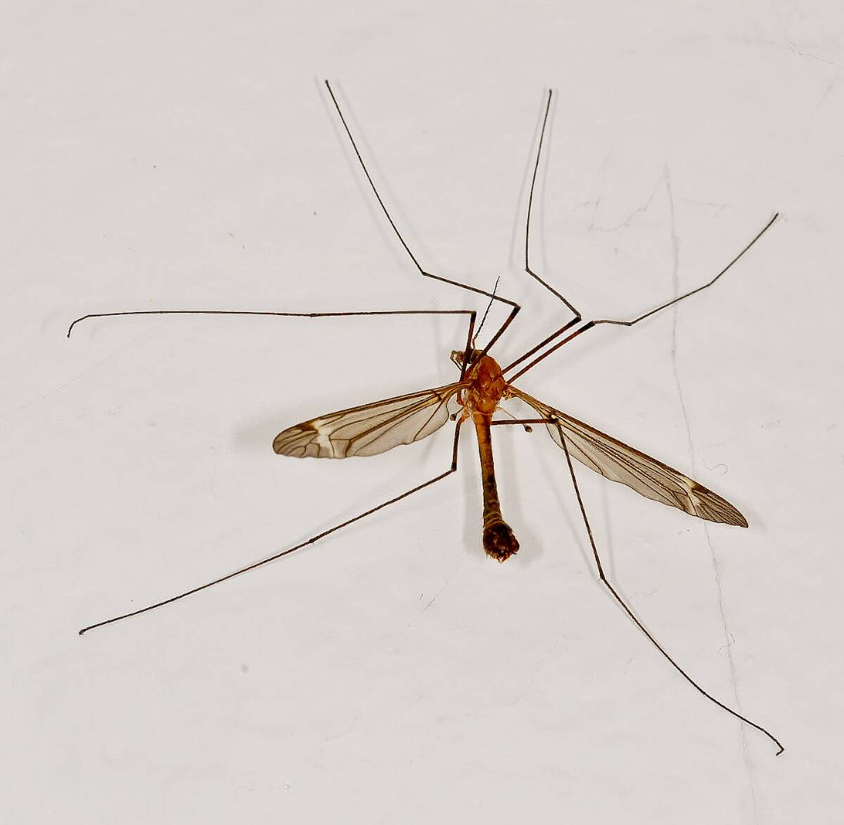 True Fly Family Tipulidae (Crane Flies)