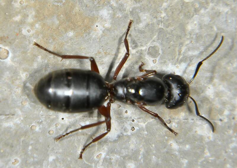 Formicidae (Ant) Insect Adult Pictures