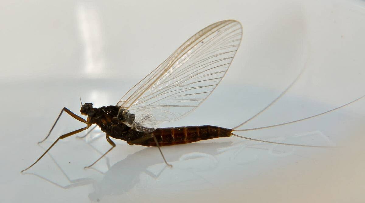 Female Paraleptophlebia (Blue Quills and Mahogany Duns) Mayfly Spinner ...