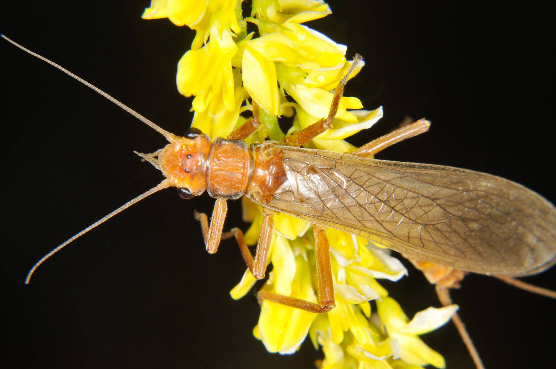 Stonefly Family Perlidae (Golden Stones)