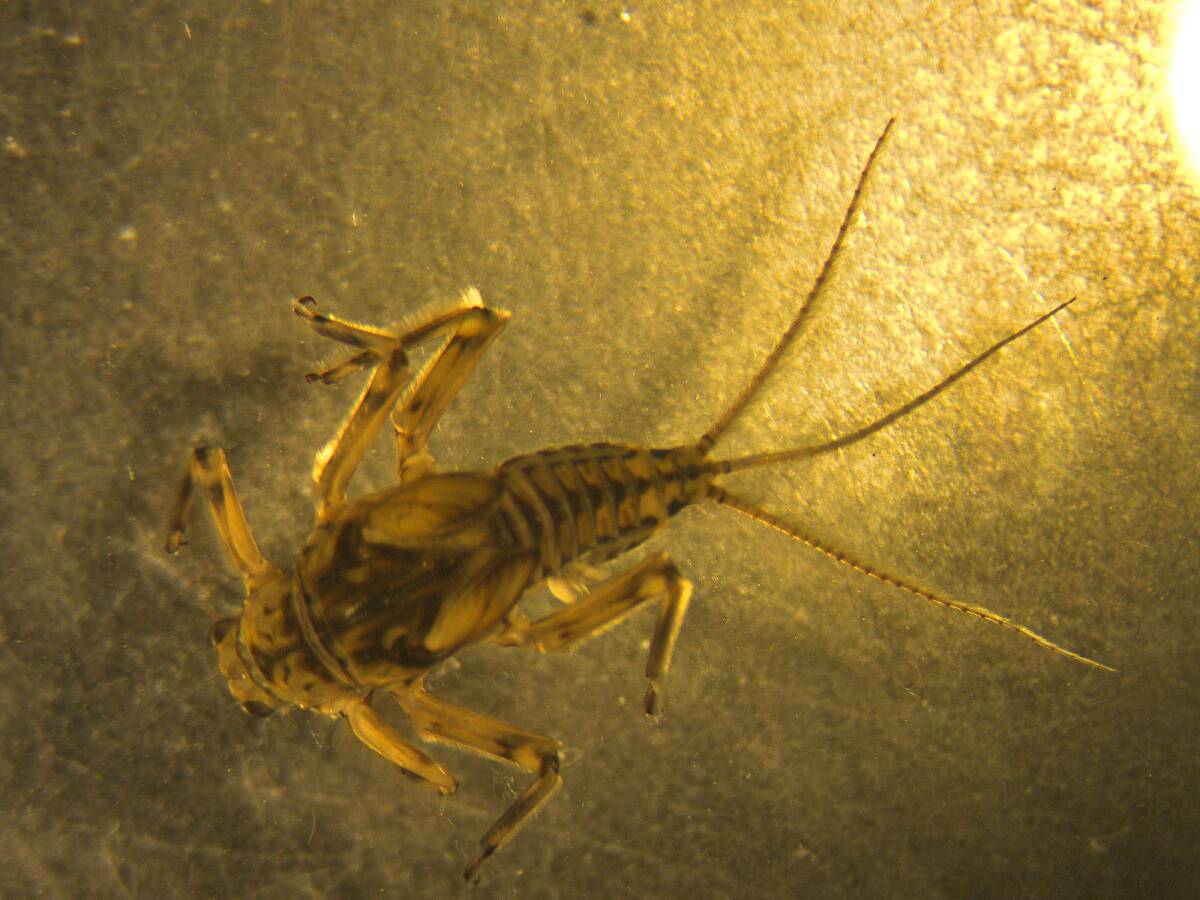 Drunella pelosa Mayfly Nymph Pictures