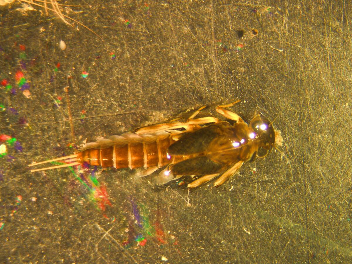 Cinygmula reticulata (Western Ginger Quill) Mayfly Nymph Pictures