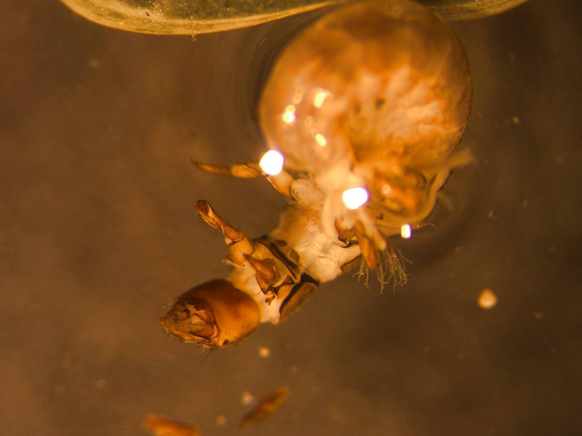 Hydropsyche (Spotted Sedge) Caddisfly Larva Pictures