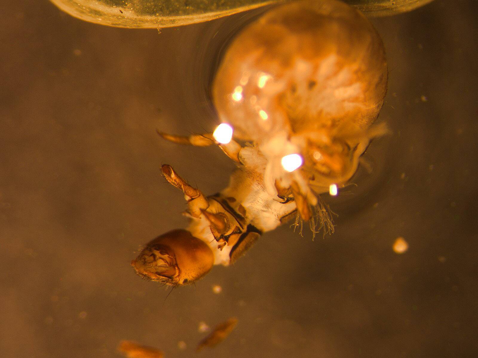 Hydropsyche (Spotted Sedge) Caddisfly Larva Pictures