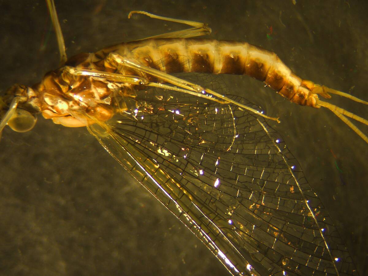 Male Rhithrogena virilis Mayfly Spinner Pictures
