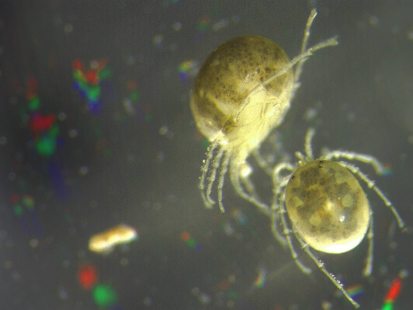 Arachnida (Mites and Spiders) Arthropod Nymph Pictures