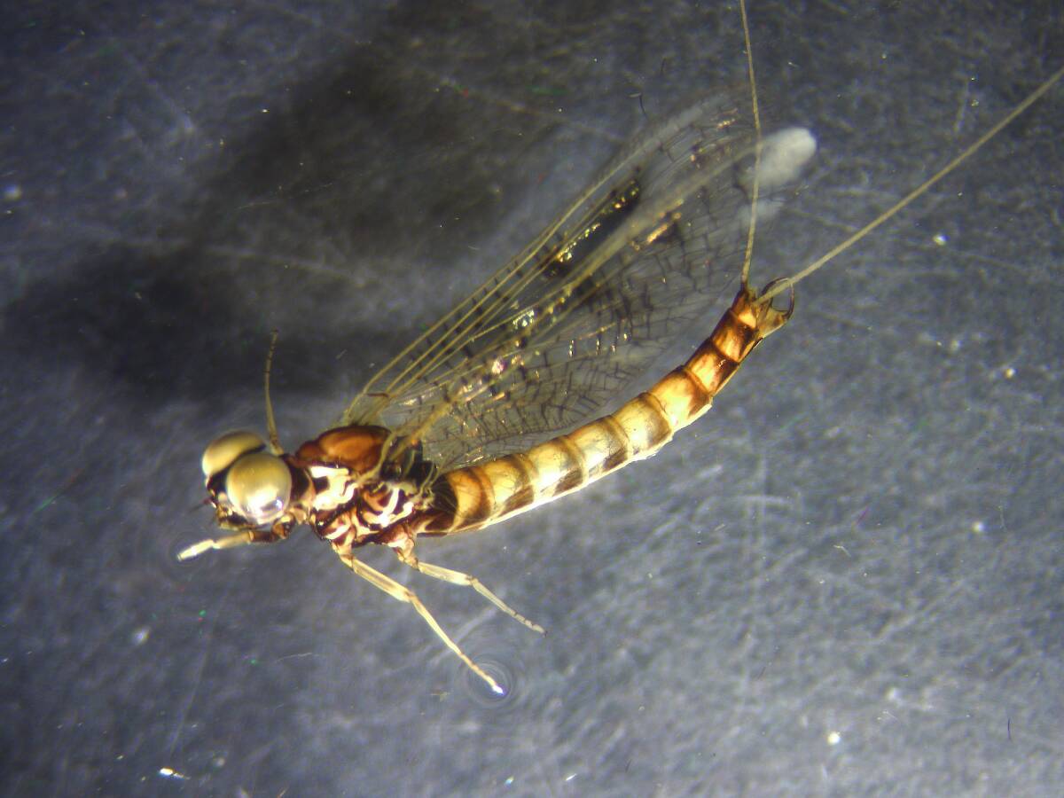 Mayfly Family Ameletidae (Brown Duns)