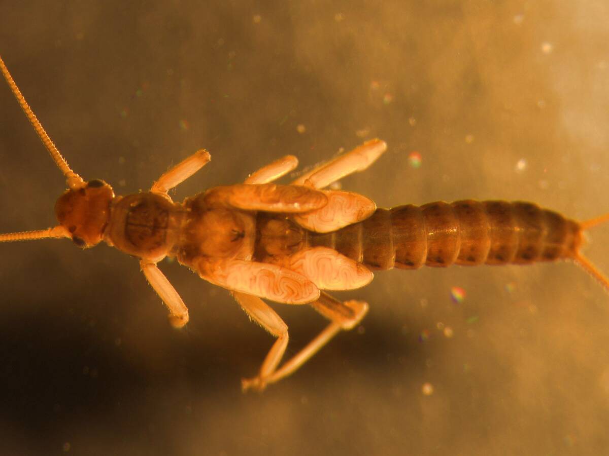 Stonefly Family Capniidae (Snowflies)