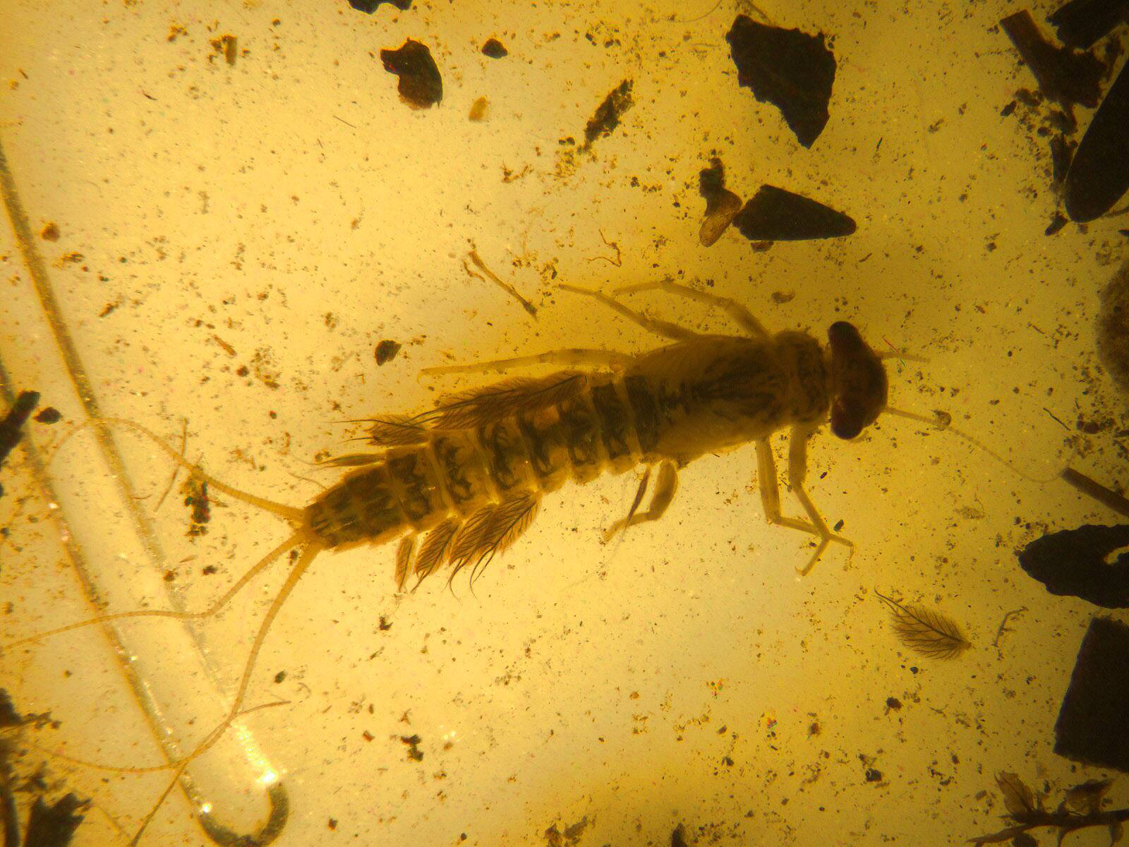 Leptophlebia cupida (Black Quill) Mayfly Nymph Pictures