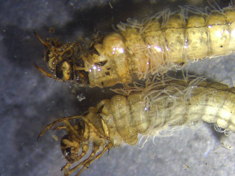 Limnephilus externus (Summer Flier Sedge) Caddisfly Larva Pictures